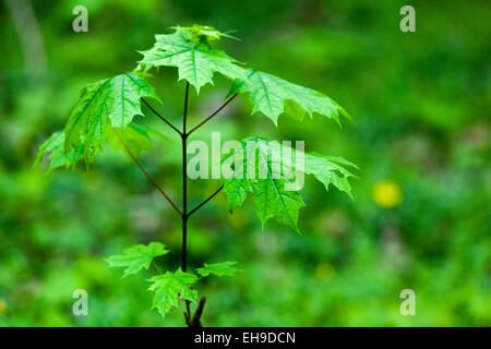 Fresh green maple leaves on branch in park Stock Photo - Alamy