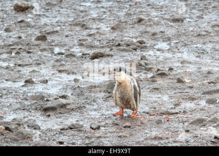 Gentoo penguin all alone Stock Photo - Alamy