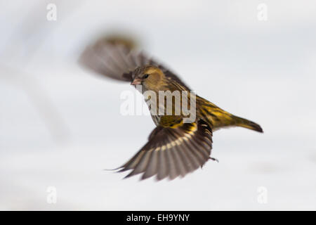Flying female Siskin above male in snow Stock Photo - Alamy