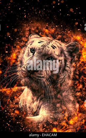 Closeup of an angry roaring Bengal tiger in a zoo in the daylight Stock ...