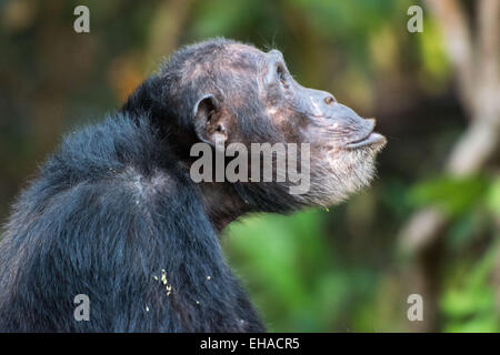 Mahale National Park, Chimpanzee Stock Photo - Alamy