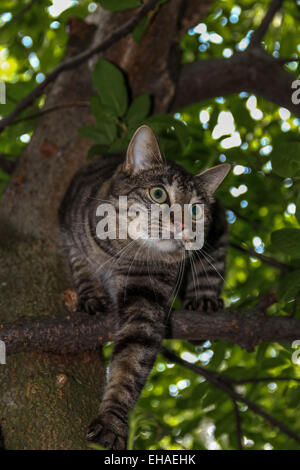 cat climb high up in tree hunting Stock Photo - Alamy