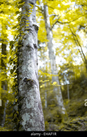 Birch forest, Forêt de Saou, Drôme, Rhône-Alpes, France Stock Photo - Alamy