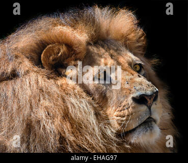 a moody lion thinking Stock Photo - Alamy