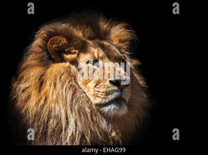 a moody lion thinking Stock Photo - Alamy