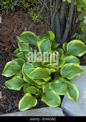 Flower Hosta 'Queen Josephine' hosta variegated Plantain Lily in July ...