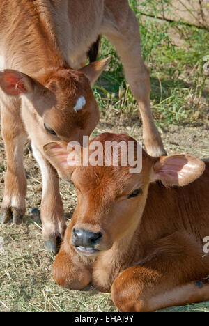A Jersey cow, a breed of dairy cattle originally bred in the Channel ...