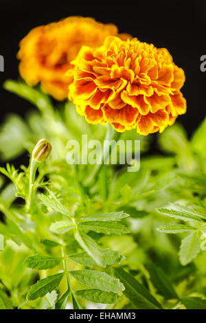 marigold yellow-orange flower blooming beautiful in garden (Tagetes ...