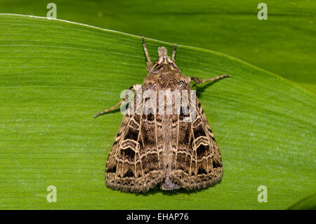 A gothic moth (Naenia typica) freshly emerged from its chrysalis ...