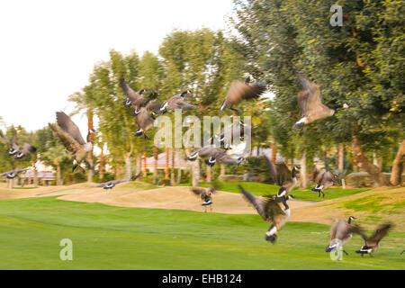 Golf course on the grey goose Stock Photo - Alamy