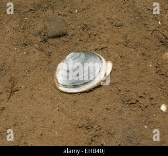 Peppery Furrow Shell Stock Photo - Alamy