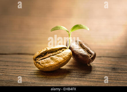 Macro photography of bean sprout,day 1 Stock Photo - Alamy
