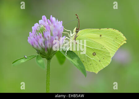 A close-up shot of common brimstone on dry grass Stock Photo - Alamy