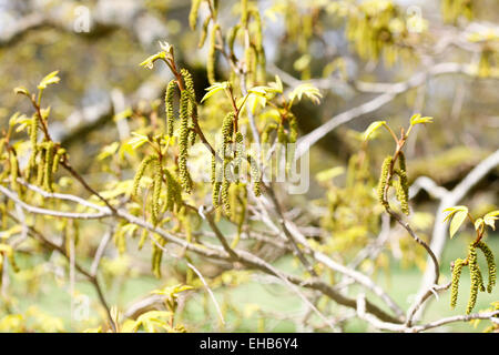 Spring is here, pendulous green Hazel catkins Jane Ann Butler ...