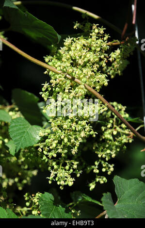Hop, male flowers, humulus lupulus Stock Photo - Alamy
