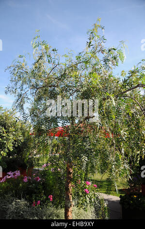 Peruvian pepper, Peruvian peppertree, Peruanischer Pfefferbaum, Schinus ...