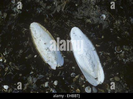 Cuttlefish Bones (Sepia officinalis). Sea Palling beach, Norfolk Stock ...