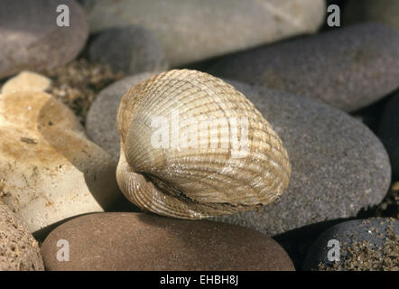marine bivalve mollusc, cockle (Cerastoderma sp.) Black Sea, Crimea ...