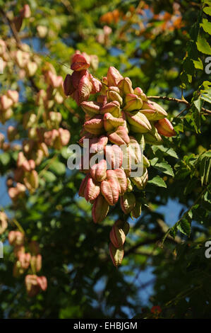 Golden Raintree with Fruit (Koelreuteria paniculata), Panicled Golden ...
