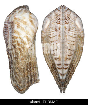 Noah's Ark shell (Arca noae) is a marine bivalve mollusk native of ...