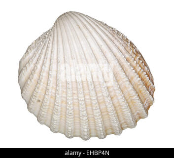 Spiny Cockle - Acanthocardia aculeata Stock Photo - Alamy