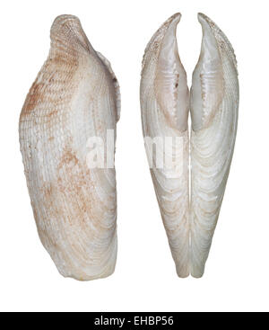 Common Piddock shell Stock Photo - Alamy