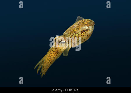 Little Cuttlefish - Sepiola atlantica Stock Photo - Alamy
