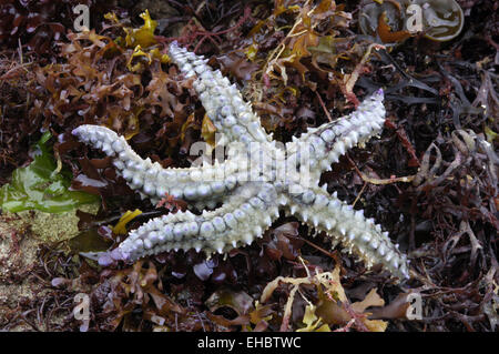 Spiny starfish, Spiny sea star, Sea star, Sea-star (Marthasterias ...