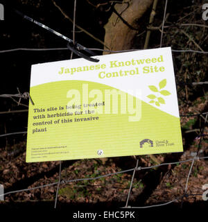 Japanese Knotweed Control Site Warning Sign, UK Stock Photo - Alamy