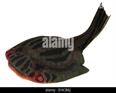 Drepanaspis gemuendenensis is an extinct primitive jawless fish from ...