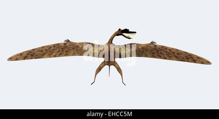 Zhenyuanopterus was a carnivorous Pterosaur reptile that lived in China ...