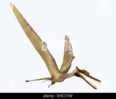 Zhenyuanopterus was a carnivorous Pterosaur reptile that lived in China ...