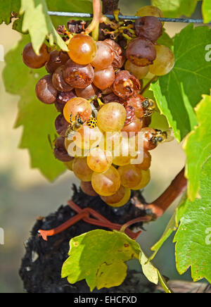 Grapes for making the famous wine Hungarian Tokaji Aszú Stock Photo - Alamy