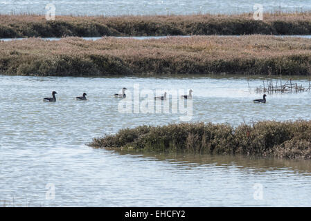 A flock of six Brent Geese (Branta bernicla) flying low in silhouette ...