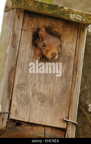 Red squirrel, Eurasian red squirrel, nest box, nesting box Stock Photo ...