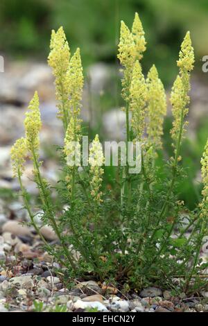 wild mignonette, yellow mignonette, Gelber Wau, Reseda lutea, vadrezeda ...