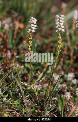 Alpine Bistort (Polygonum vivipara) flowering, at high altitude ...
