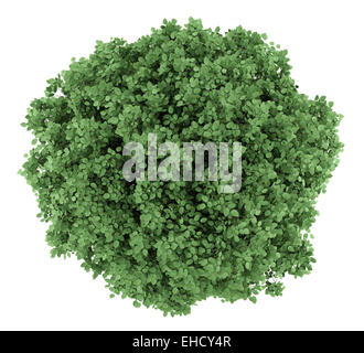 top view of common hornbeam tree isolated on white background Stock ...