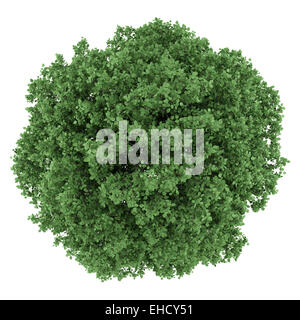 top view of common hornbeam tree isolated on white background Stock ...