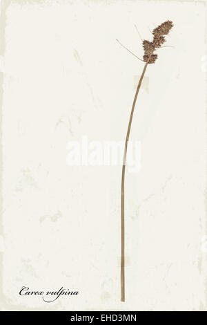 Carex vulpina L Carex vulpina L Stock Photo - Alamy