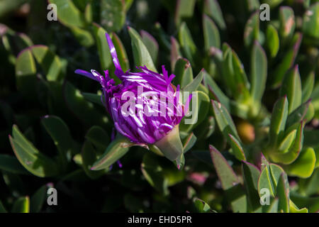 purple and white flowering aloe vera plants Stock Photo - Alamy