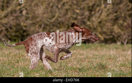 A Bracco Italiano, also called an Italian Pointer or Italian Pointing ...