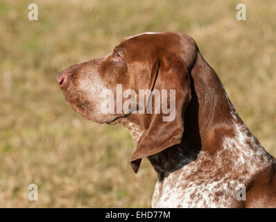 Italian Bracco, a pointing hunting dog breed Stock Photo - Alamy