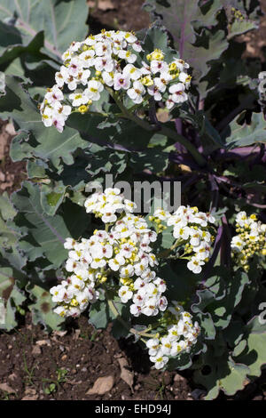 Flowering Sea kale, Crambe maritima, growing in the shingle of Chesil ...
