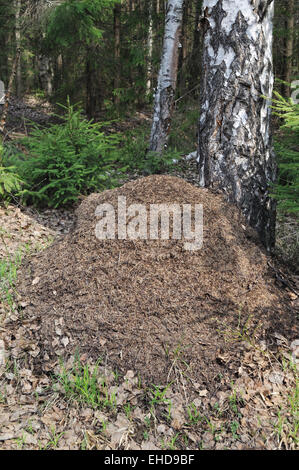Birch tree with large crown and fresh green leaves in springtime Stock ...
