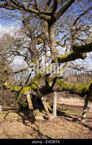 Ancient oak tree in Jedburgh known as the Capon Tree and thought to be ...
