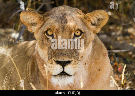 Close-up of Lioness and her battle scars while defending her pride ...