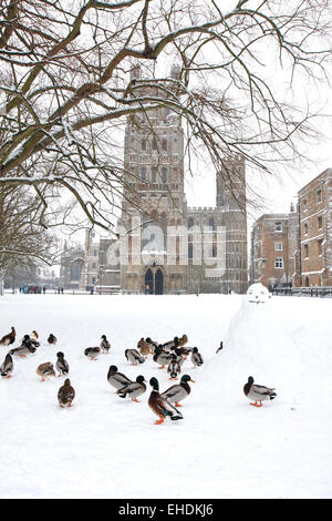 Ducks in front of Ely Cathedral in the snow in Ely Stock Photo - Alamy