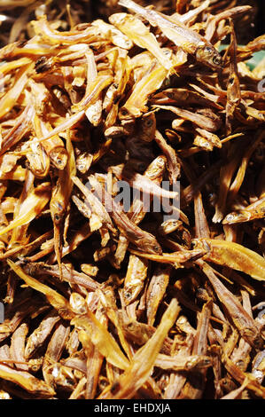 Dried small anchovy fish Stock Photo - Alamy