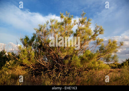 Shrub Saxaul (Haloxylon Stock Photo - Alamy